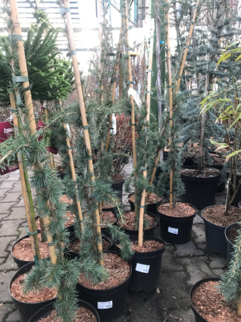 Cedr libański 'Atlantica Glauca Pendula' - Ogrodniczy sklep internetowy ...